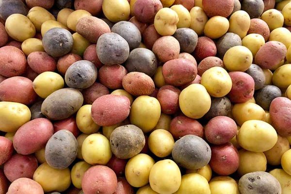Seed Potatoes – Kenai Feed